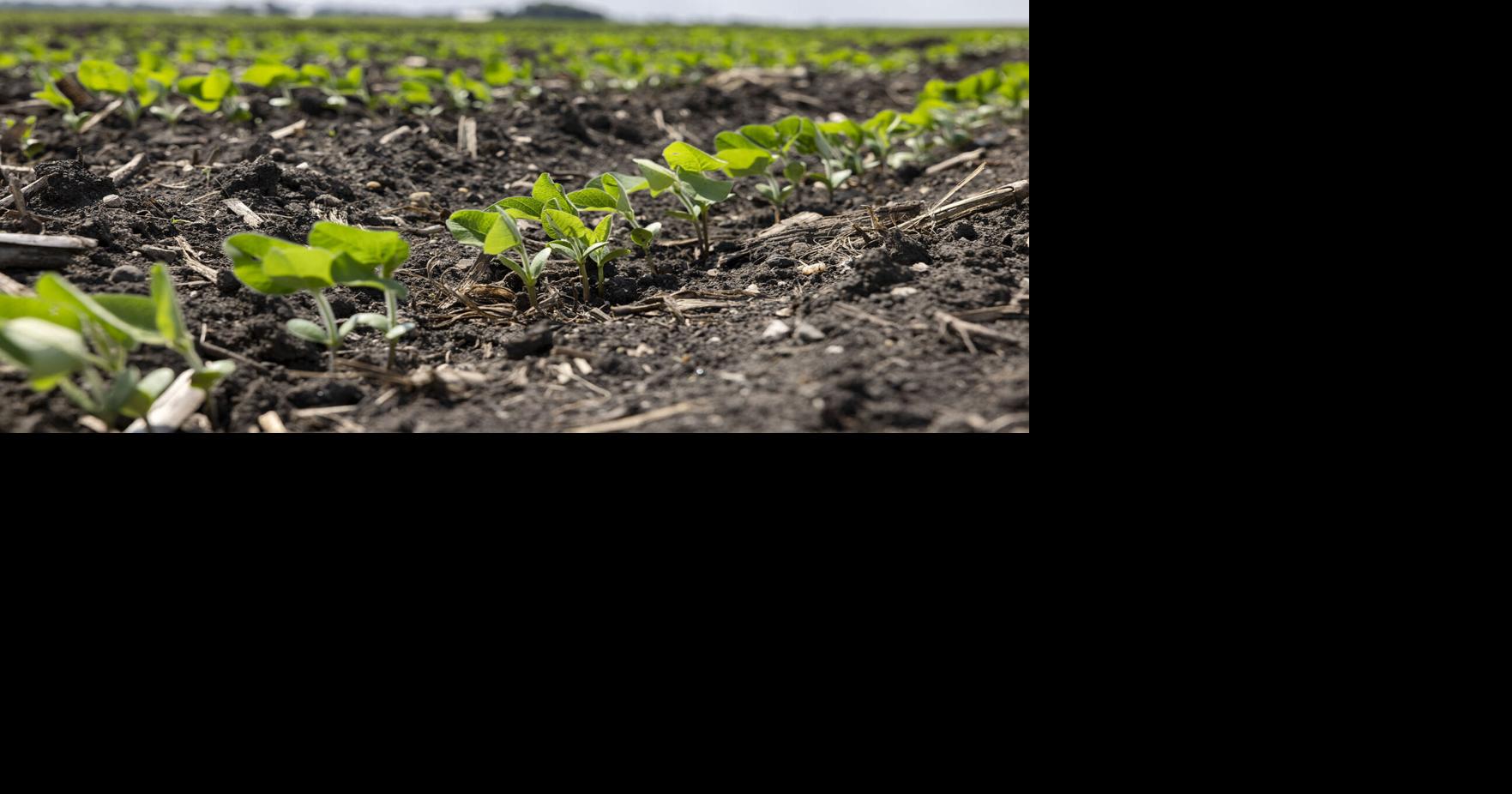 Check germination percentage and adjust seeding rate before planting ...