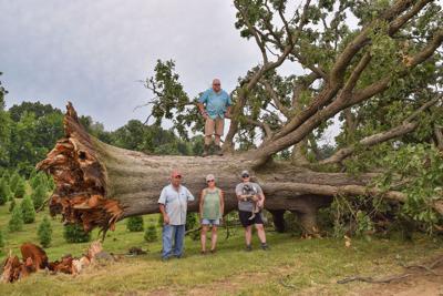 Family gifted surprise sapling after derecho topples tree | General ...