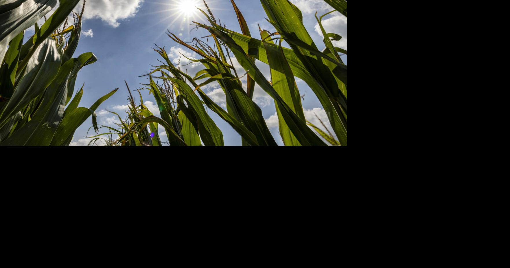 How the early summer heat wave may affect corn | General | farmweeknow.com