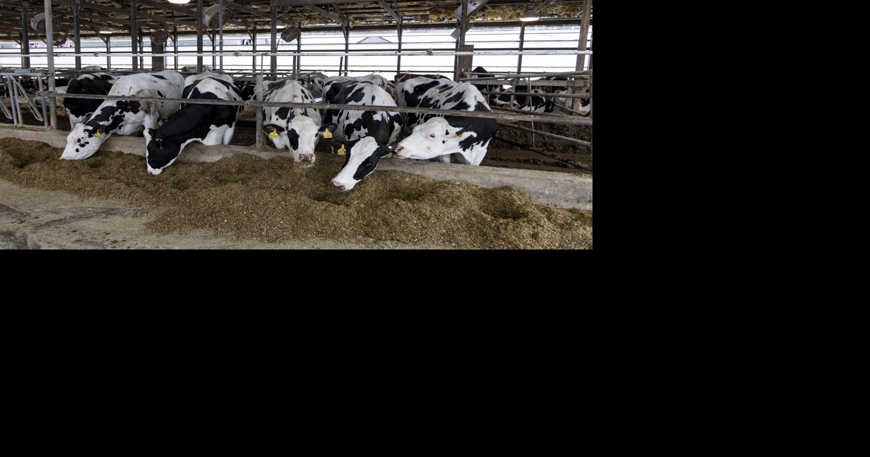 Milk fat outpacing milk protein production in U.S. dairy herd ...