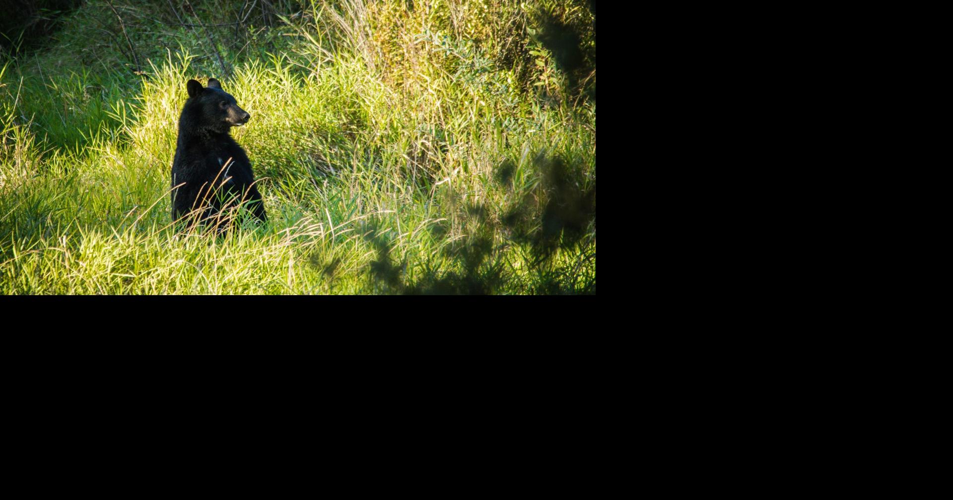 Black bear summer returns to Illinois | Environmental | farmweeknow.com