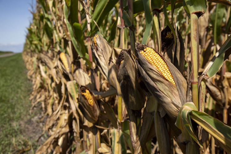 USDA trims yield estimates for corn, soybeans | General | farmweeknow.com