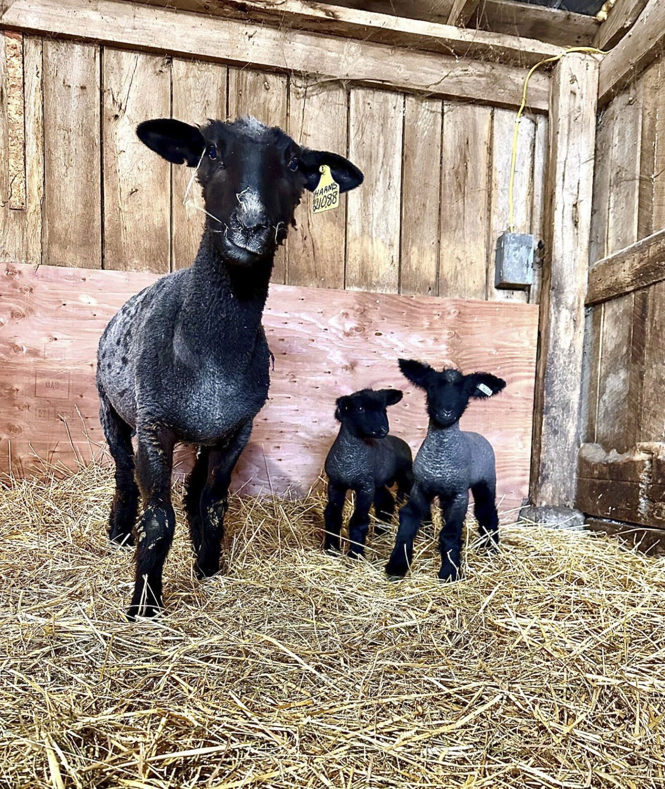 Sheep producers sheer out profit by sharing ideas | Livestock ...