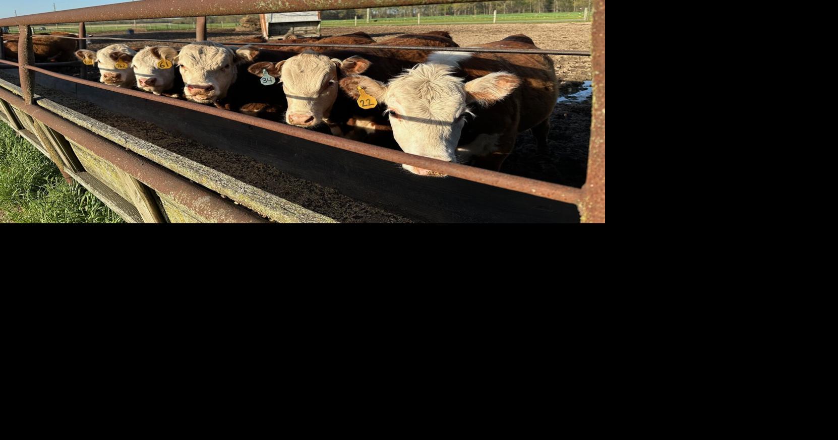 Cattle inventory slips | Livestock | farmweeknow.com