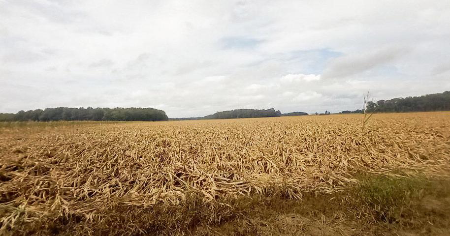 Rains, flooding hurting crops in southeastern region | Crop Conditions ...