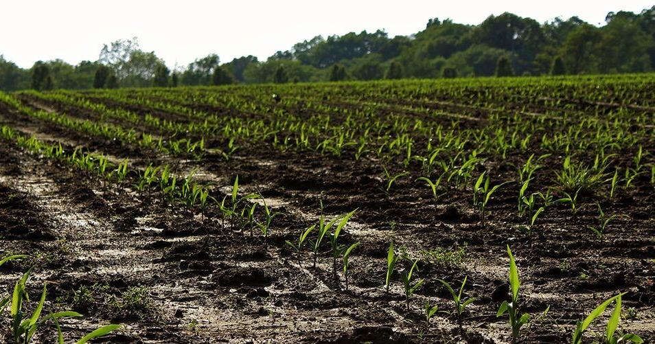 Planting progress quickly falling behind | Crop Conditions ...