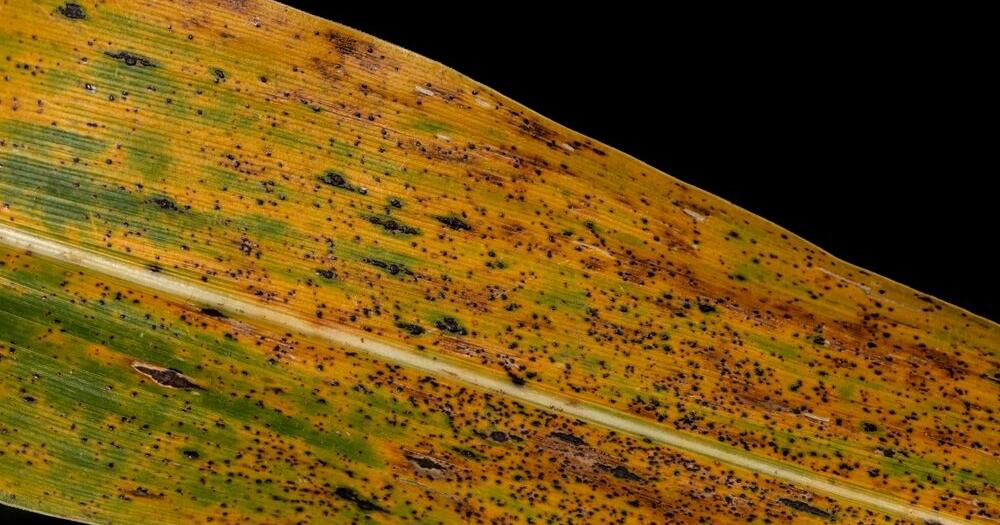 Agronomists warn of potential early tar spot threat | Crop Conditions ...