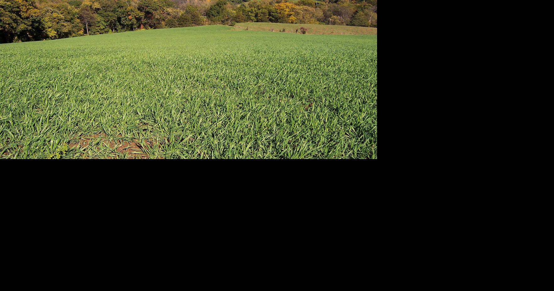 Research shows cover crop adoption up to 7.2% in Midwest | Crop ...