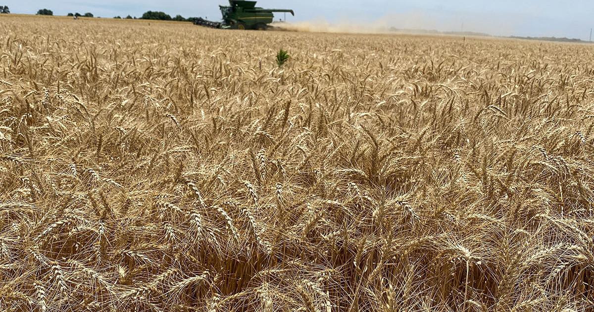 Winter wheat can have benefits of cover, cash crops | Environmental ...
