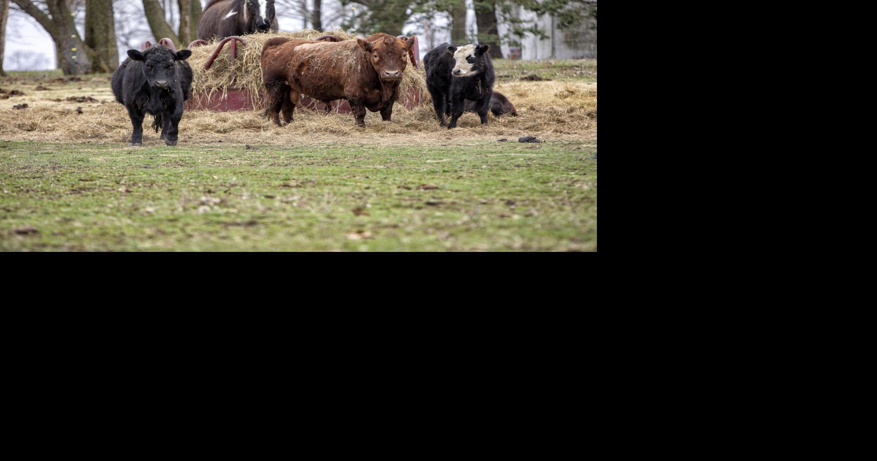 Cattle herd to contract; hog, poultry numbers could grow | Livestock ...