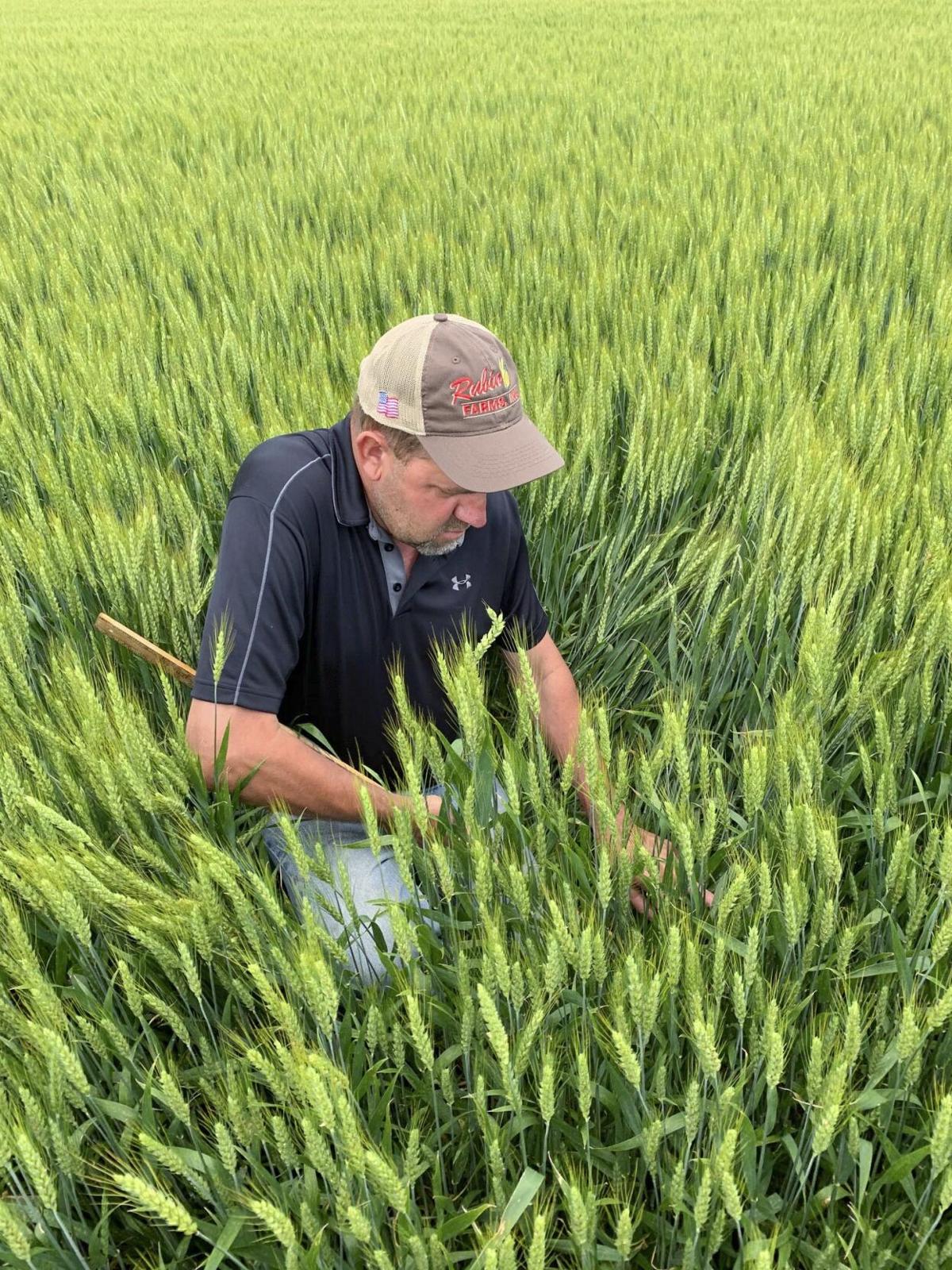 Wheat tour finds ‘average’ crop | Crop Conditions | farmweeknow.com