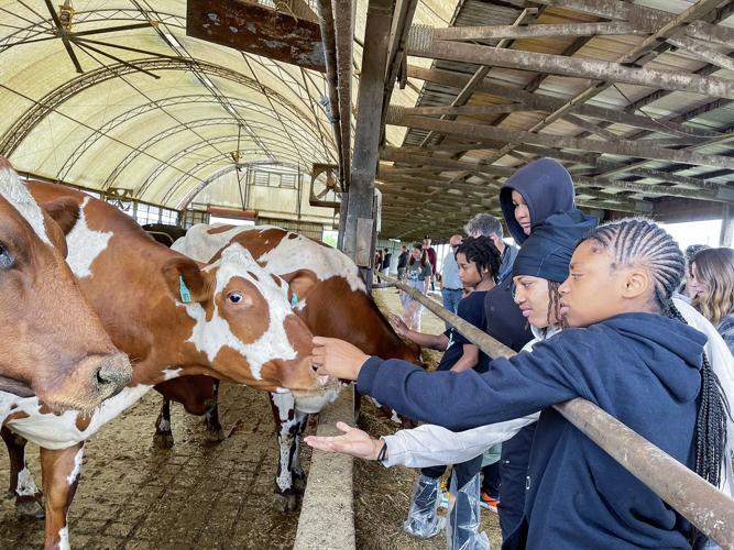 Students visit IL farms through Adopt-A-Calf program | General ...