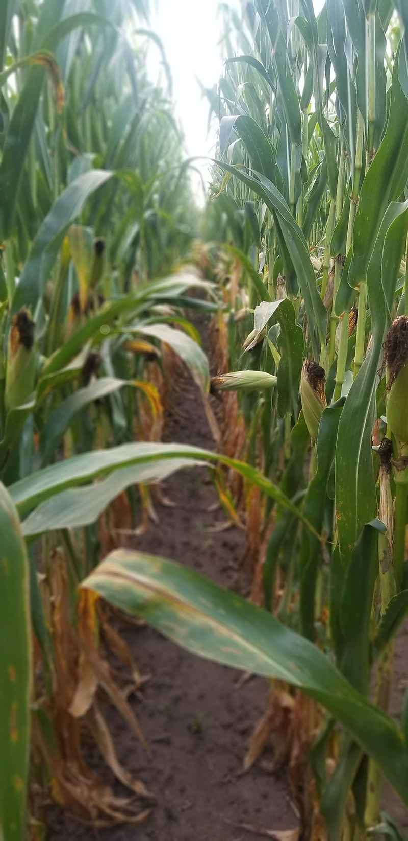 CropWatchers 2.0: Crops maturing well | Crop Conditions | farmweeknow.com