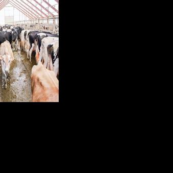 Smart barns on the rise | Profitability | farmweeknow.com