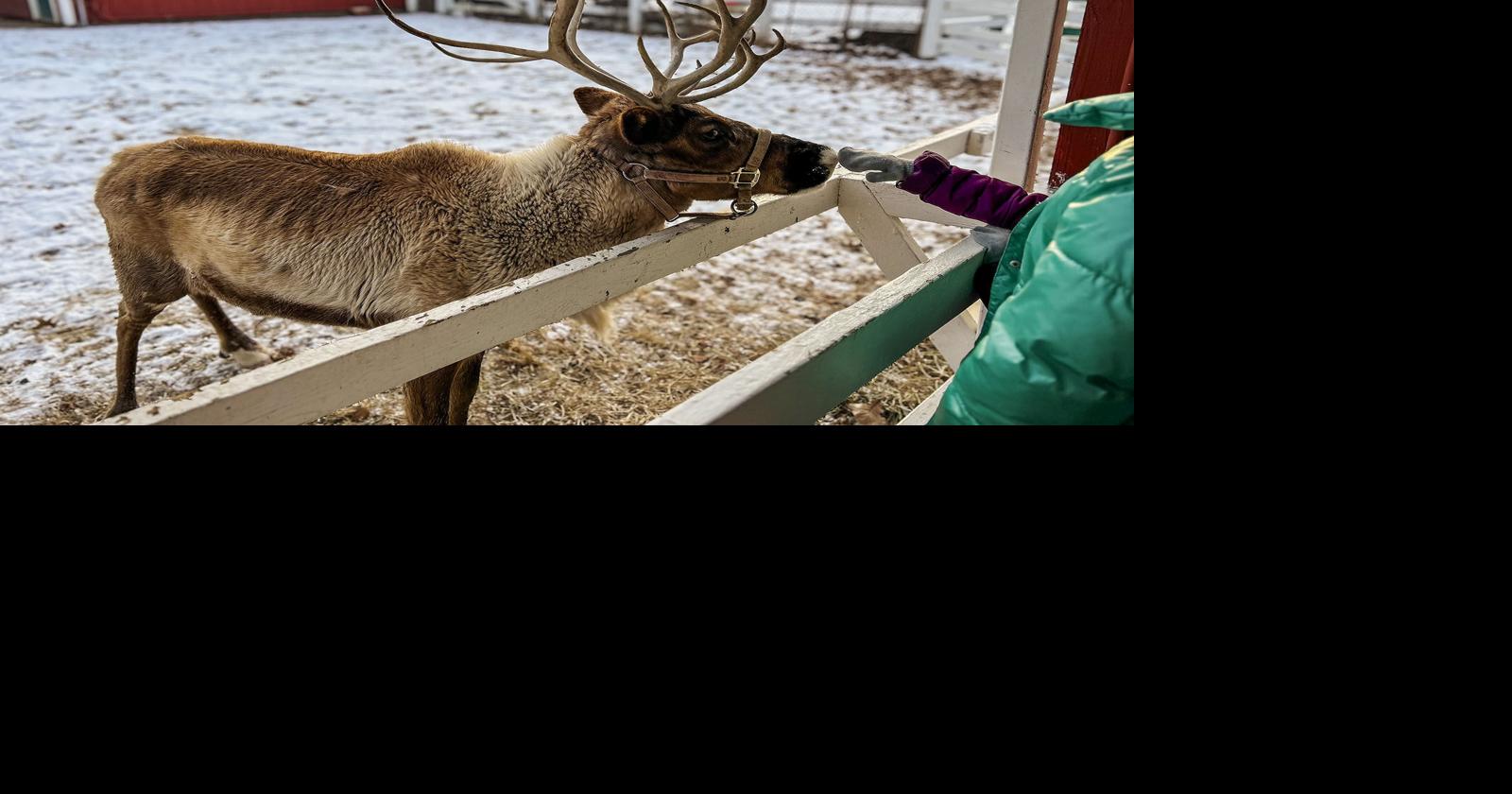 Wiley games amuse Hardy's Reindeer Ranch visitors | General ...