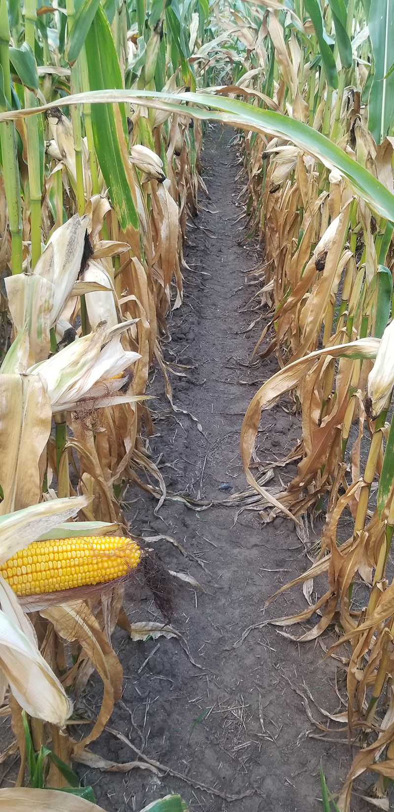 CropWatchers 2.0: Crops maturing well | Crop Conditions | farmweeknow.com