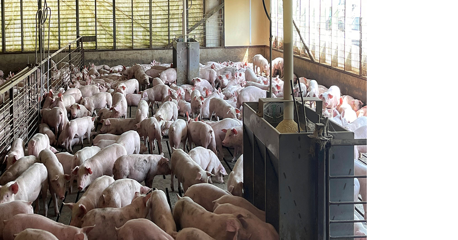 Implementing Prop 12 comes with challenges, expenses | Livestock ...