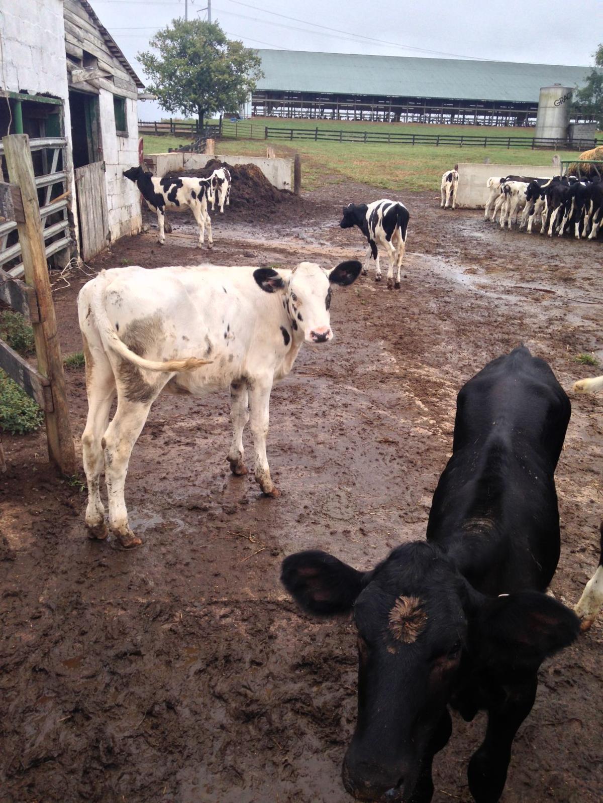 Putting the ‘moo’ in Moo Thru | News | fauquier.com