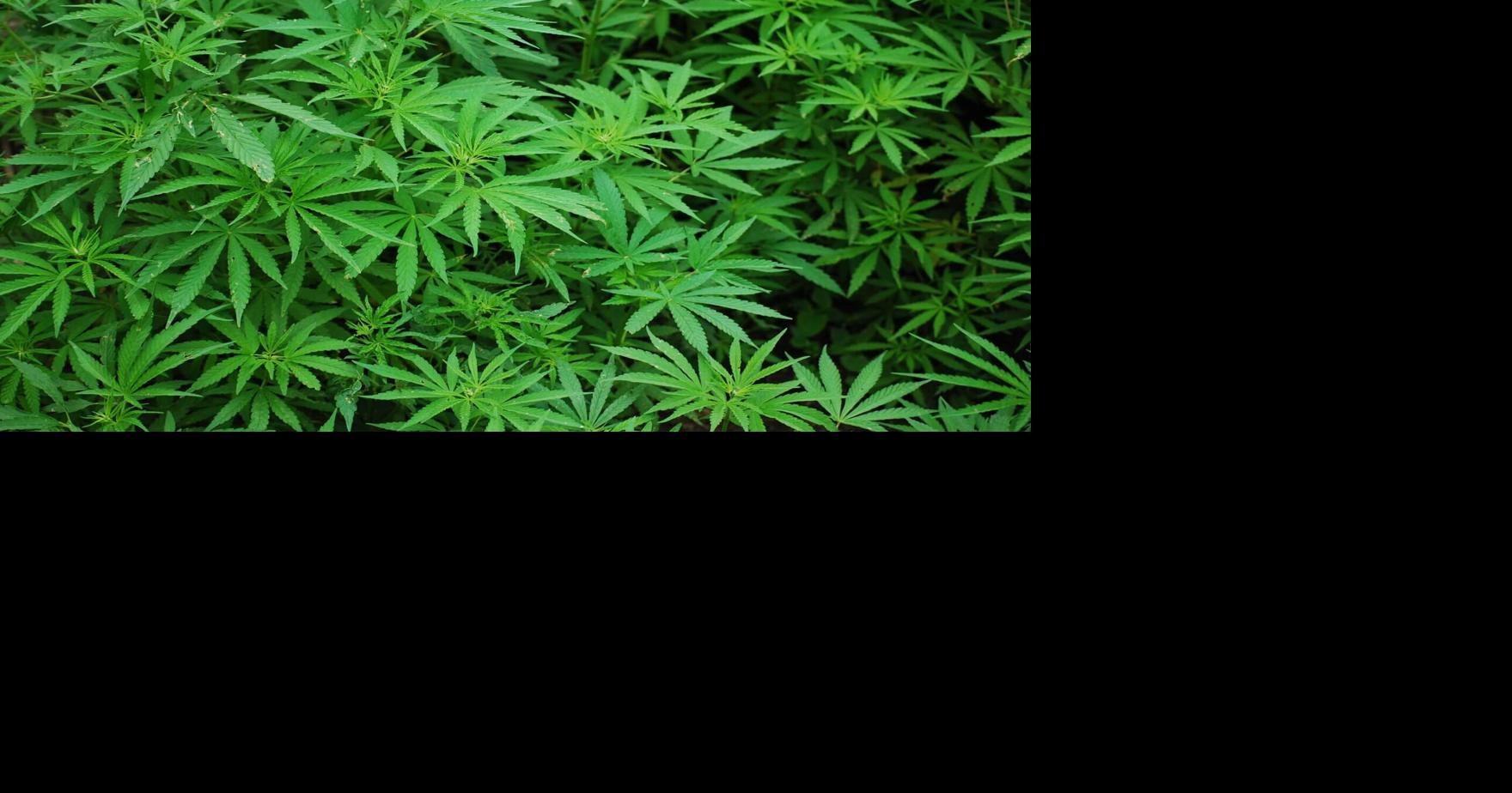 Virginia poised to launch adult-use cannabis market | News | fauquier.com