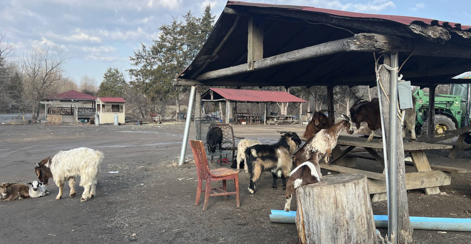 FBI, police raid Salvadoran farm, restaurant in Haymarket | Localnews ...