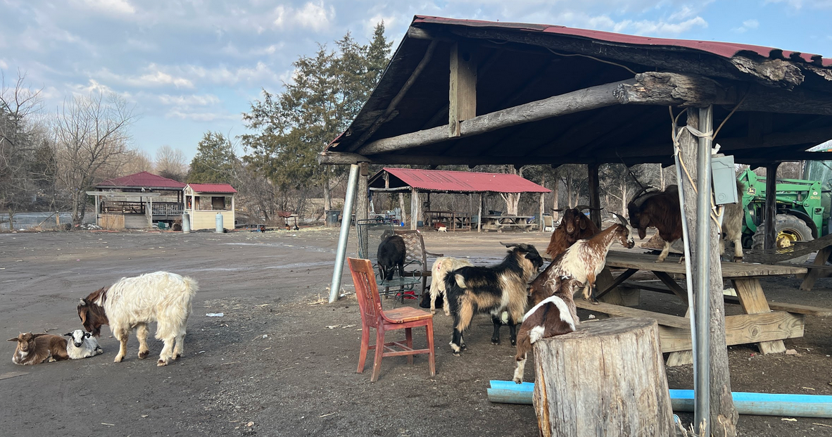 Most farm animals taken to shelter after FBI raid reclaimed | News ...