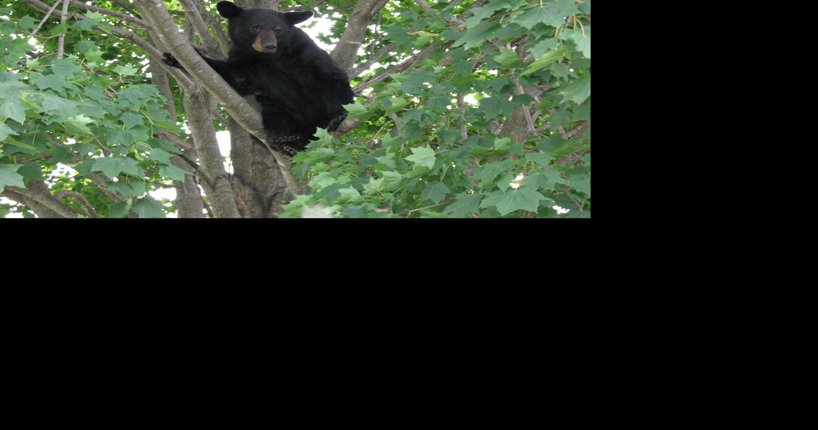 Keeping your home safe from bears | News | fauquier.com