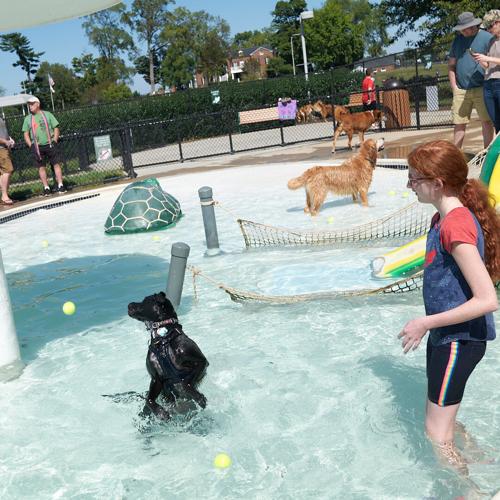 PHOTOS: Dogs' Day Pool Party at Vint Hill | Lifestyles | fauquier.com