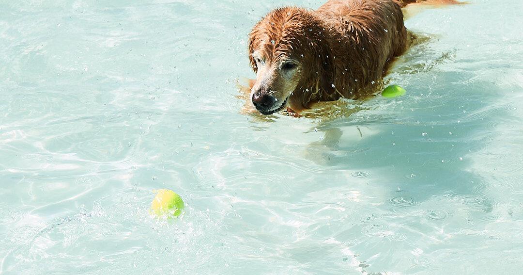 PHOTOS: Dogs' Day Pool Party at Vint Hill | Lifestyles | fauquier.com