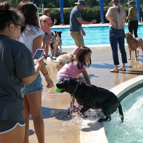 PHOTOS: Dogs' Day Pool Party at Vint Hill | Lifestyles | fauquier.com