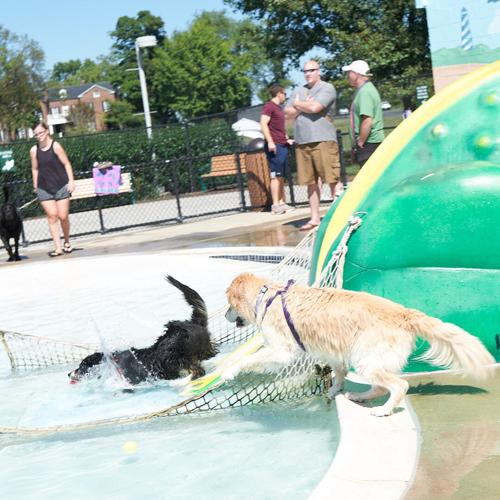 PHOTOS: Dogs' Day Pool Party at Vint Hill | Lifestyles | fauquier.com