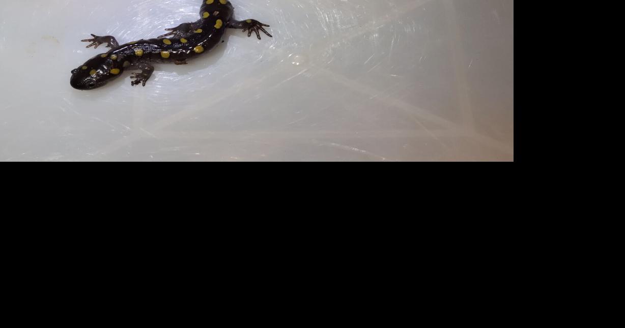 Catching a glimpse of elusive spotted salamanders | Lifestyles ...