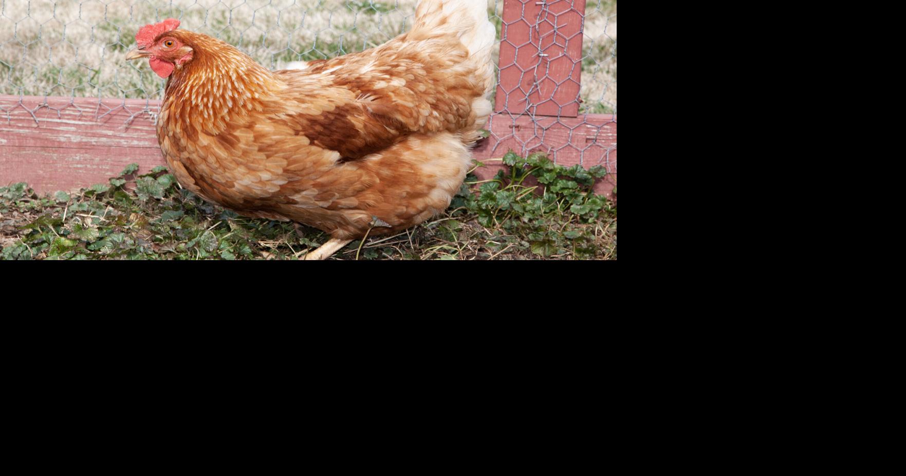 Rhode Island Red chicken flies the coop, gets her day in court | News ...
