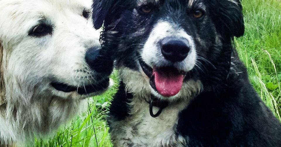 Virginia border collie one of 10 contenders in Farm Dog of the Year ...
