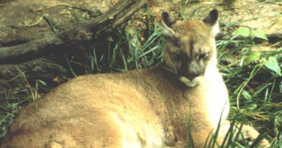 Eastern puma officially declared extinct; sightings continue | News ...