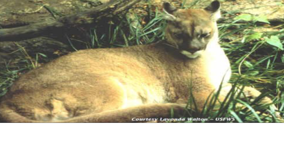 Eastern puma officially declared extinct; sightings continue | News ...