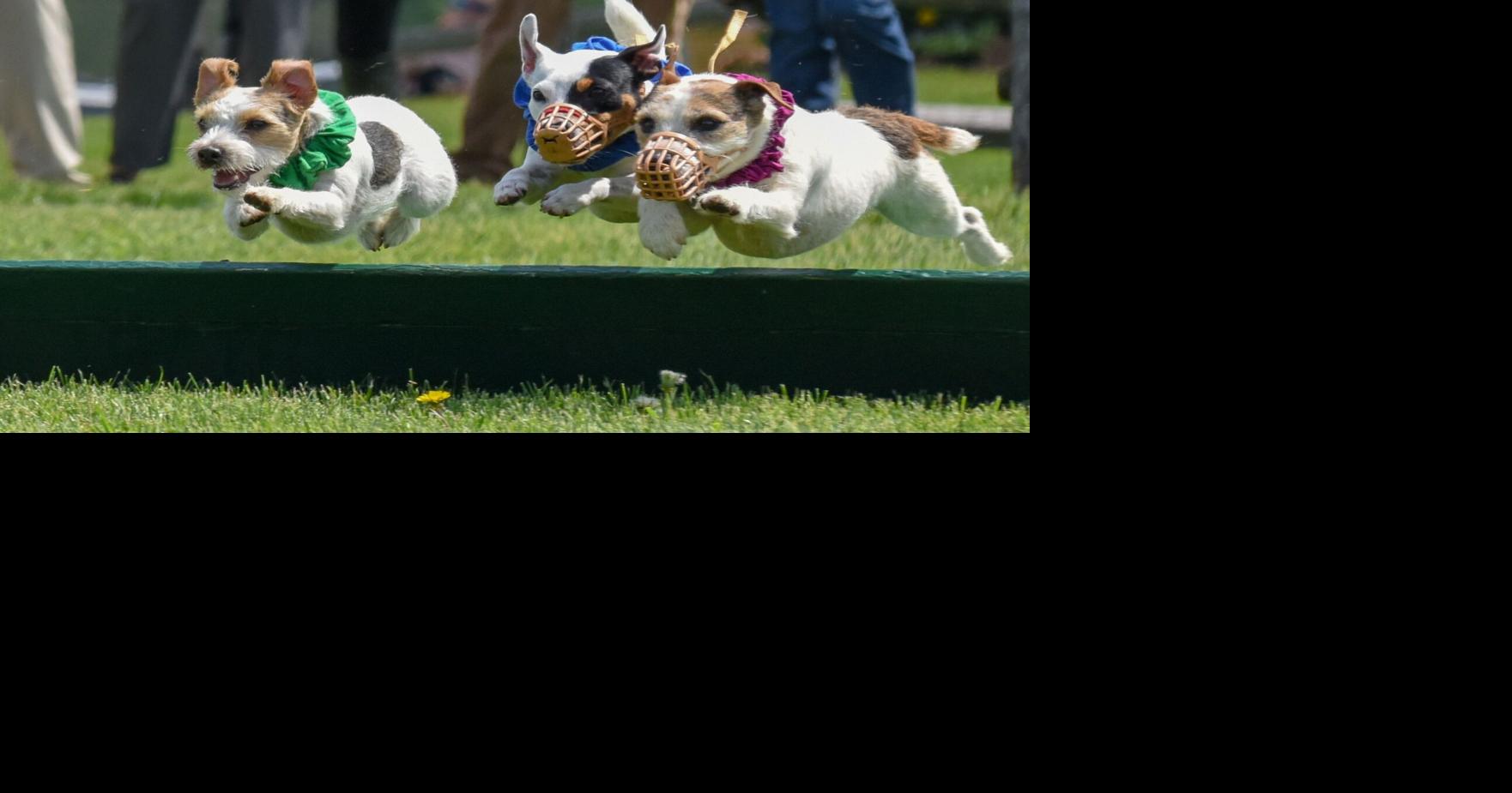 Jack Russell Terrier races return to 2024 Virginia Gold Cup | News ...