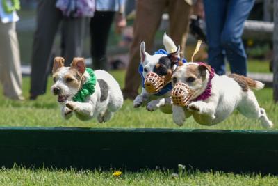 Jack Russell Terrier races return to 2024 Virginia Gold Cup | News ...