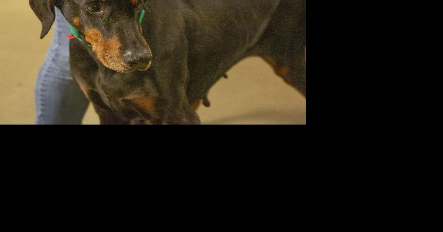 Appeals court rules animal cruelty case against Irina Barrett can move ...