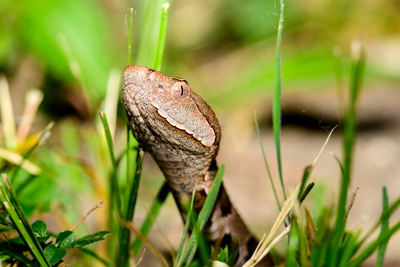 Local hospital reports rise in copperhead snake bites | Localnews ...