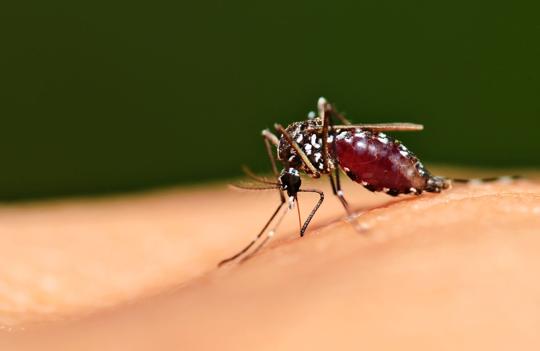 Mosquitoes are adept at adaptation. Va. Tech scientists want to know ...
