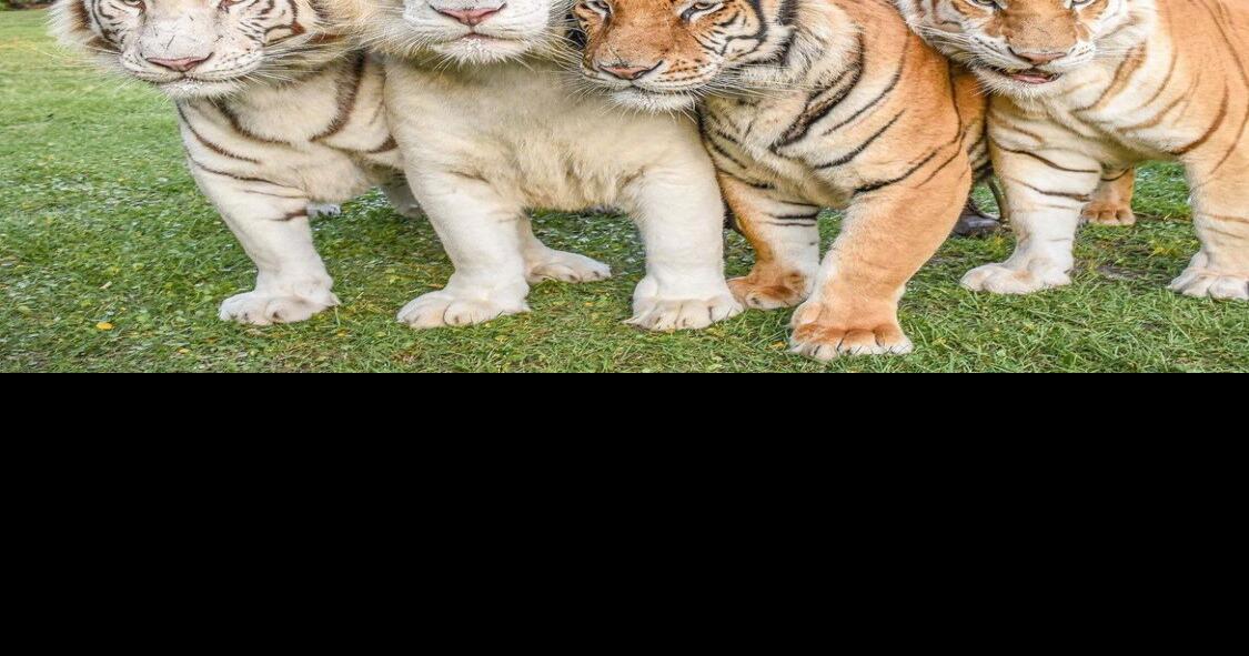 ‘Tiger King’ animal trainer sentenced to $10K fine, no jail time for ...