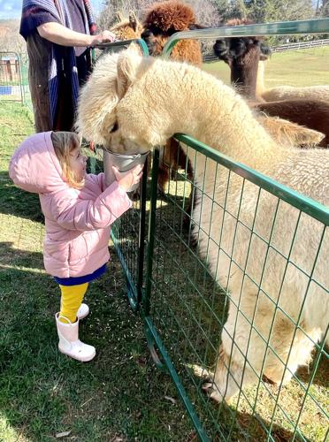 Happily ever after with the alpacas: Couple offers tours on their farm ...