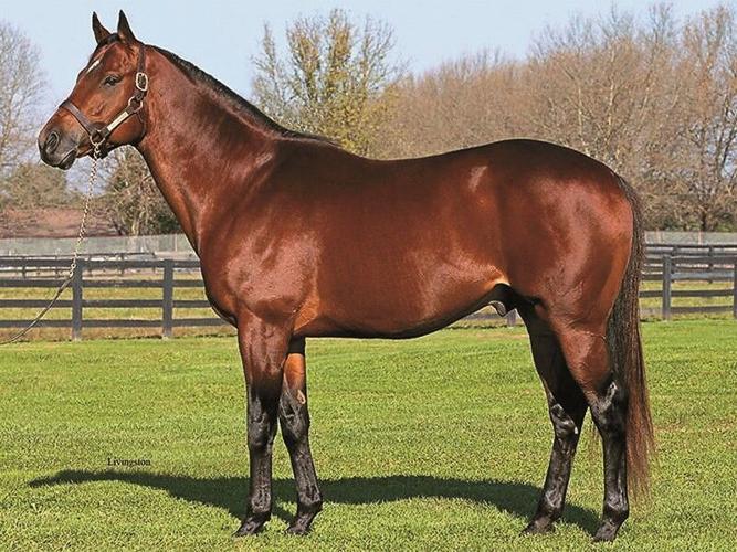 It’s Valentine’s Day for horses, too | Lifestyles | fauquier.com