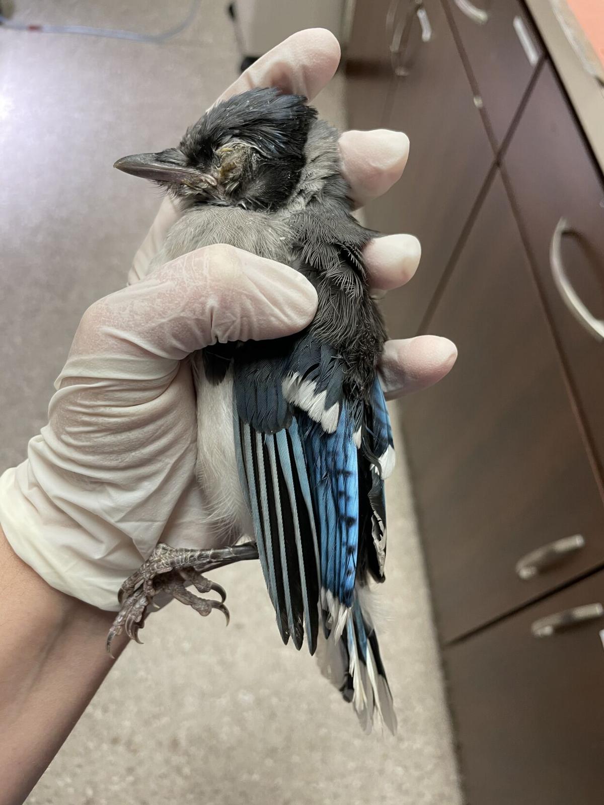 Ongoing, mysterious bird illness reported in region | News | fauquier.com