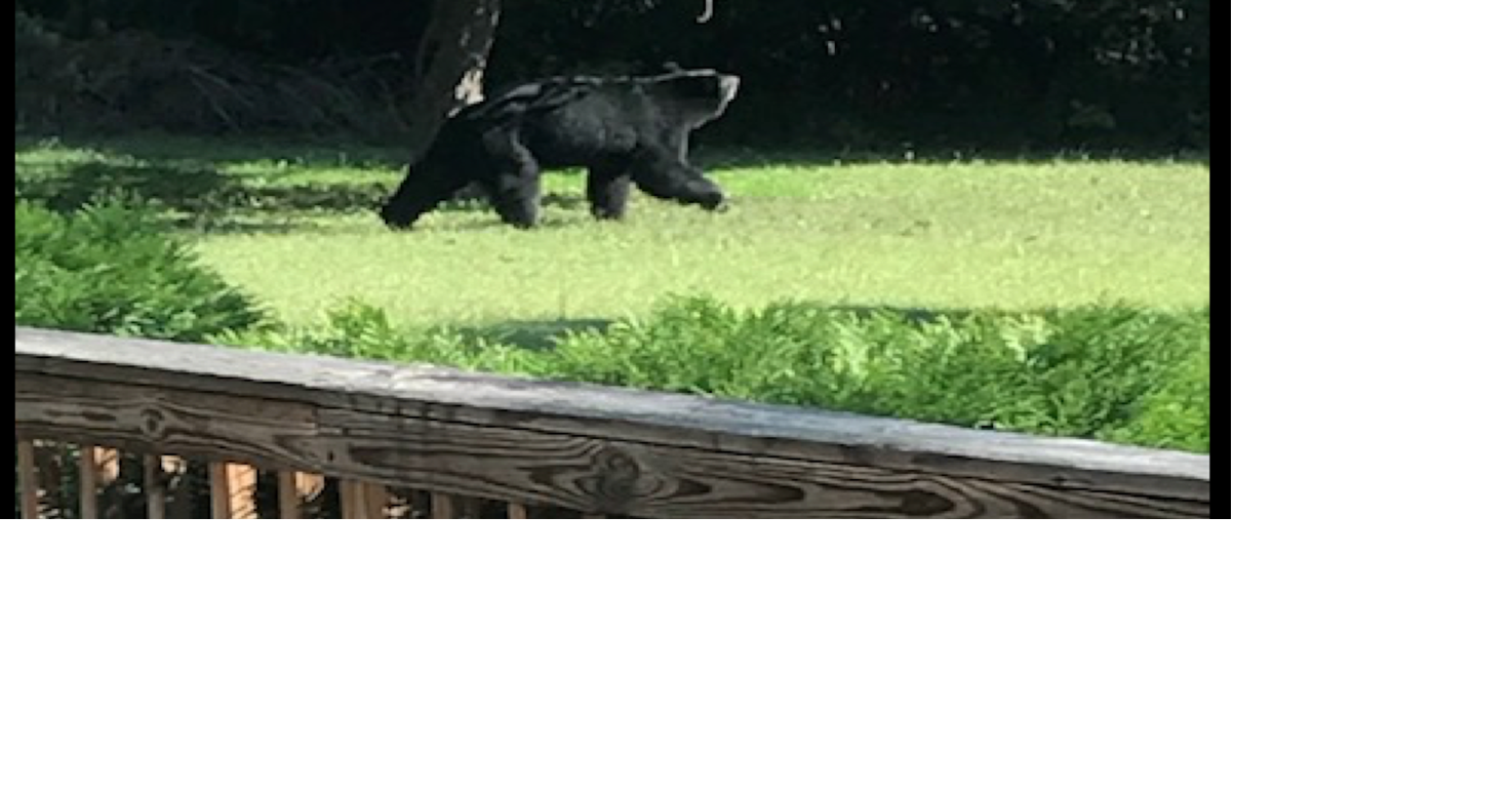 VIDEO: Bear dines on Warrenton family's pear tree | News | fauquier.com