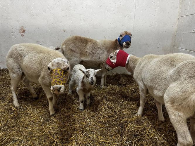 Community rallies after dog attack at Charming Hill Farm | Localnews ...