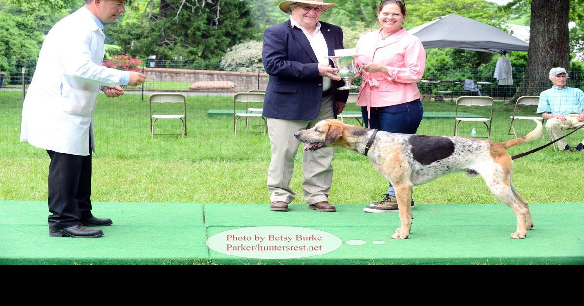 PHOTOS: 71st annual Virginia Foxhound Club hound show | Multimedia ...