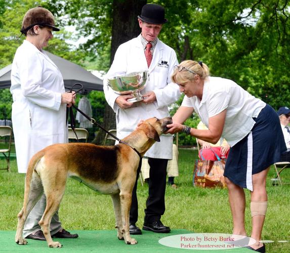 PHOTOS: 71st annual Virginia Foxhound Club hound show | Multimedia ...