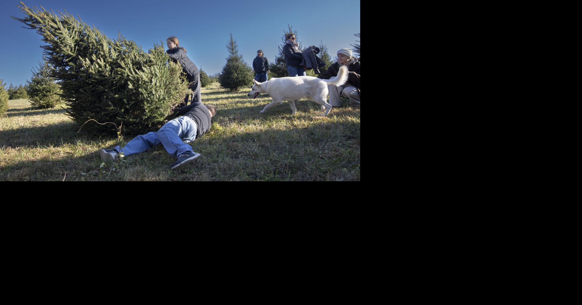 A Christmas tree hunt and a pint of beer – the perfect pair | News ...