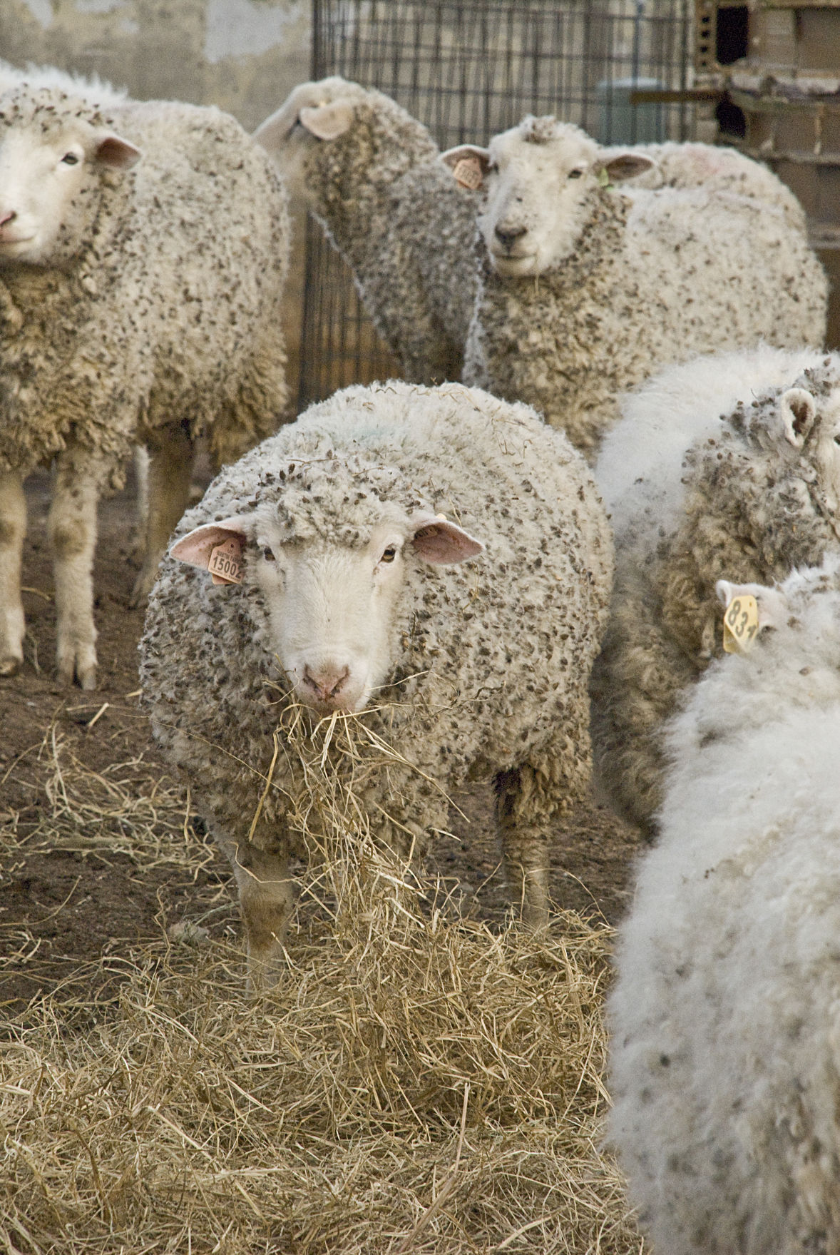 Holly had a little lamb | News | fauquier.com